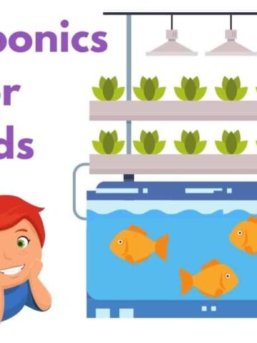 DIY Venturi Aerator for Aquaponics - Flourishing Plants