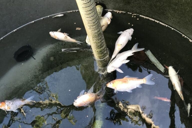 Can a Frog Kill Fishes? The Reasons Why - Flourishing Plants