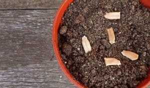 Plant Soil Drying Out Too Fast? (Causes and Solutions) - Flourishing Plants
