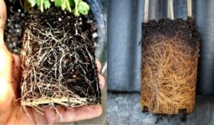 How to Repot a Plant: Safe & Easy Method to Keep them Alive ...