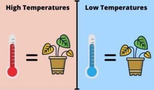 How Does Soil Temperature Affect Plants: The Facts Explained ...