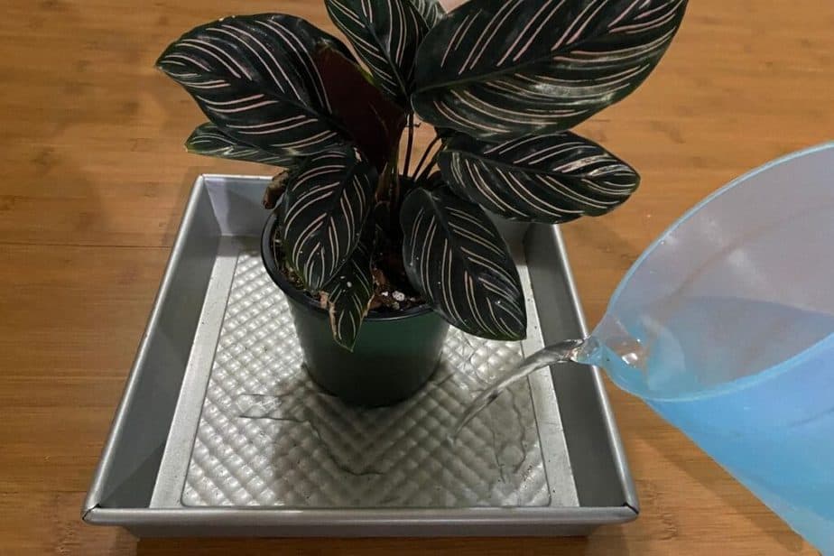 How To Bottom Water Plants Complete Guide My Heart Lives Here How To Bottom Water Plants Complete Guide My Heart Lives Here