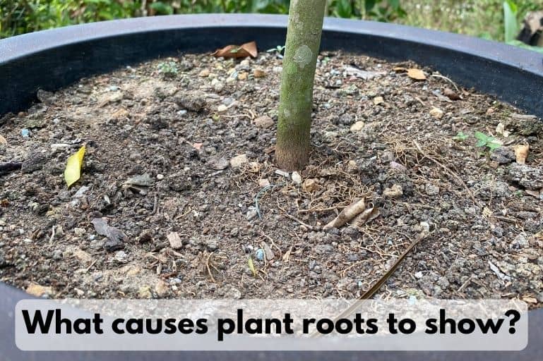 Plant Roots Showing Here s How To Fix It Flourishing Plants