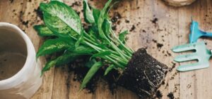 Plant Fell Over? Methods to ensure it survives - Flourishing Plants