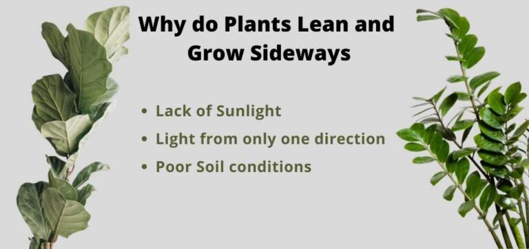 Why is My Plant Growing Sideways? Causes and Easy fixes - Flourishing ...