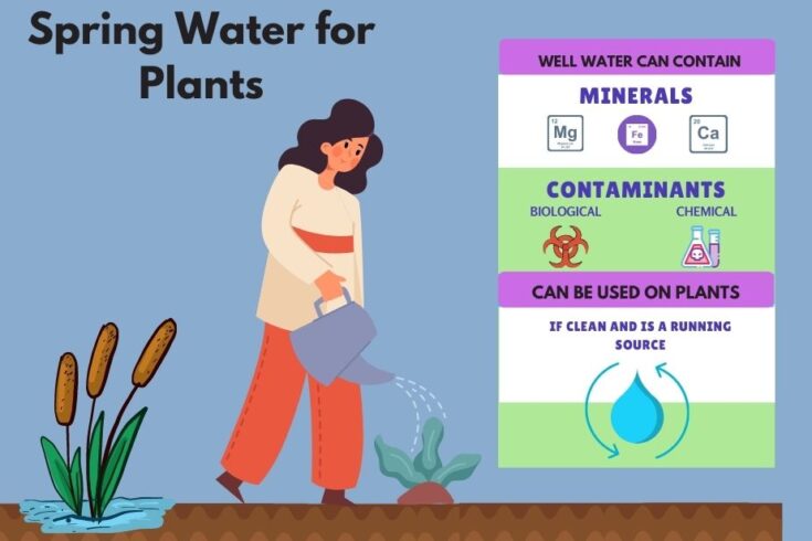 Using Spring Water on Plants: What you Need to Know - Flourishing Plants