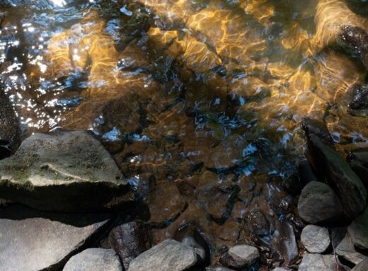 Using Spring Water on Plants: What you Need to Know - Flourishing Plants