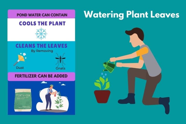 Watering Plant Leaves: Everything You Should Know - Flourishing Plants