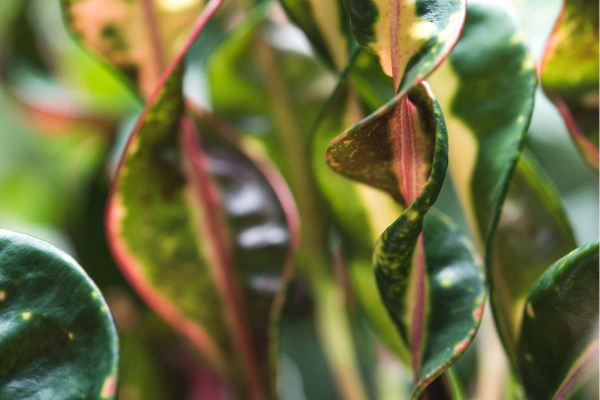 Plant Leaves Curling The Causes And Easy Solutions Flourishing Plants