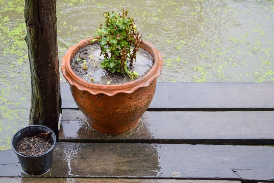 Using Rainwater for Plants: Benefits, Storage and Usage tips ...