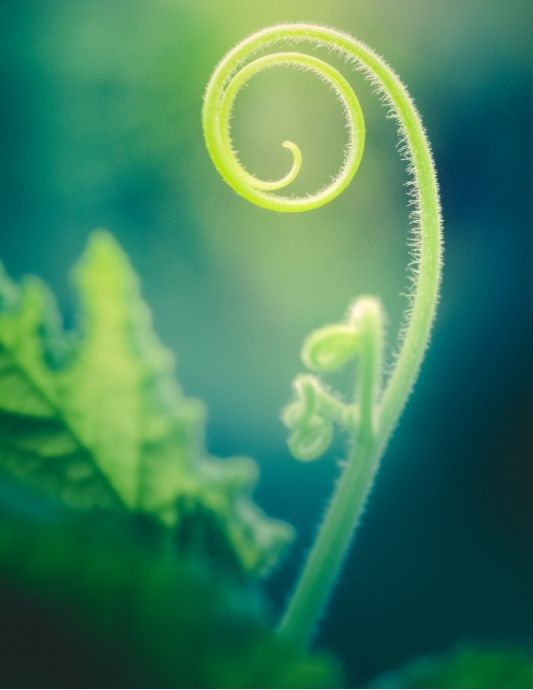 Do Plants Have Hairs Here s Why Flourishing Plants