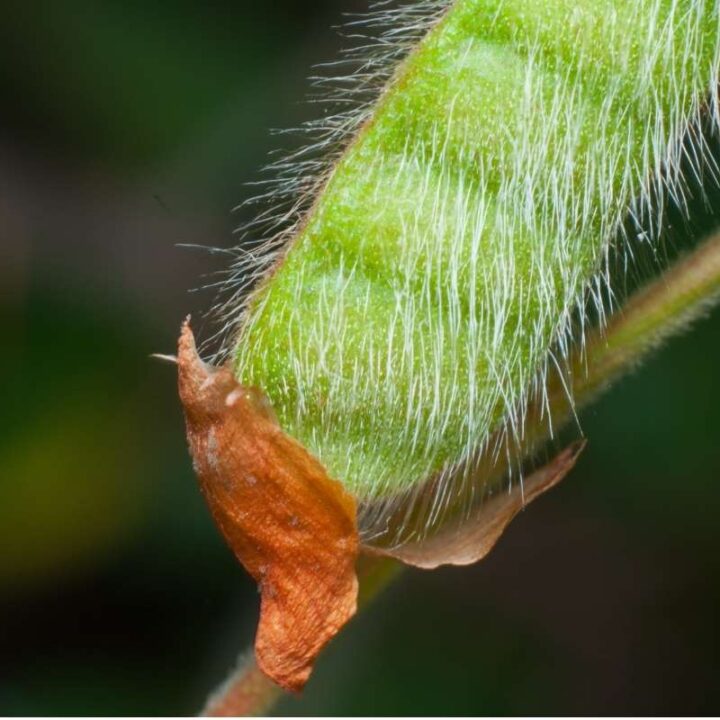Do Plants Have Hairs Here s Why Flourishing Plants