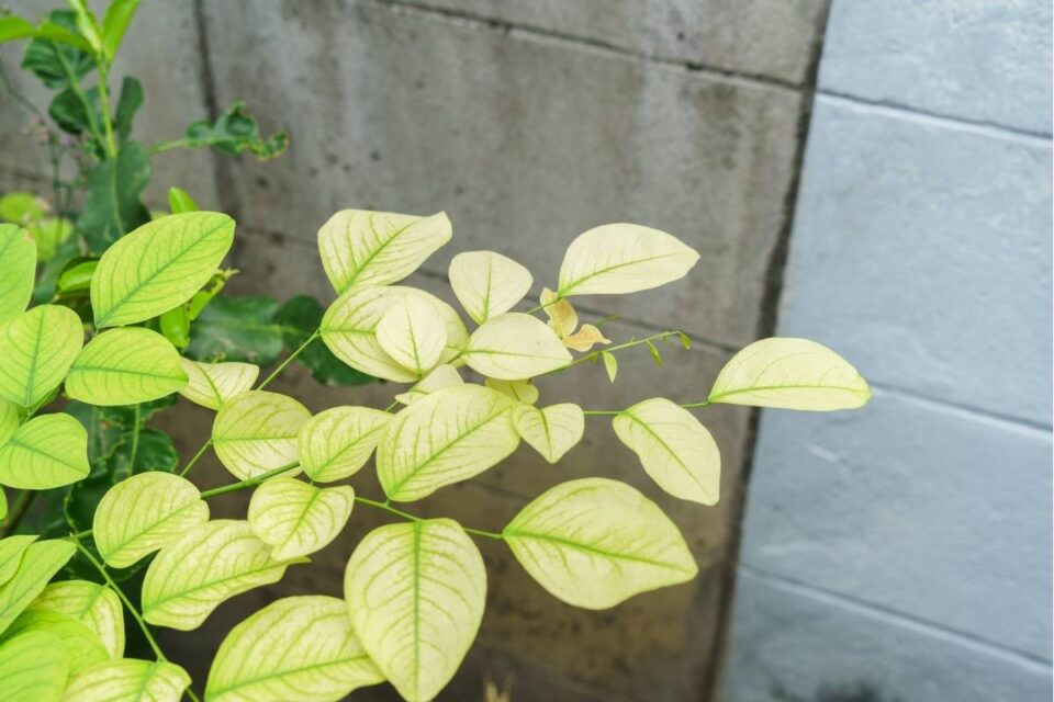 Pale Plant Leaves: Causes and Effective Fixes - Flourishing Plants
