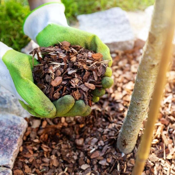 How To Prevent Mulch From Blowing Away? 5 Proven Methods – Flourishing ...