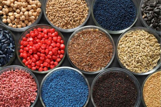 Coloured Coating on Seeds: Here's why seeds are colored - Flourishing ...
