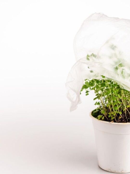 Can Plants Get Electrocuted? How Plants react to electricity ...