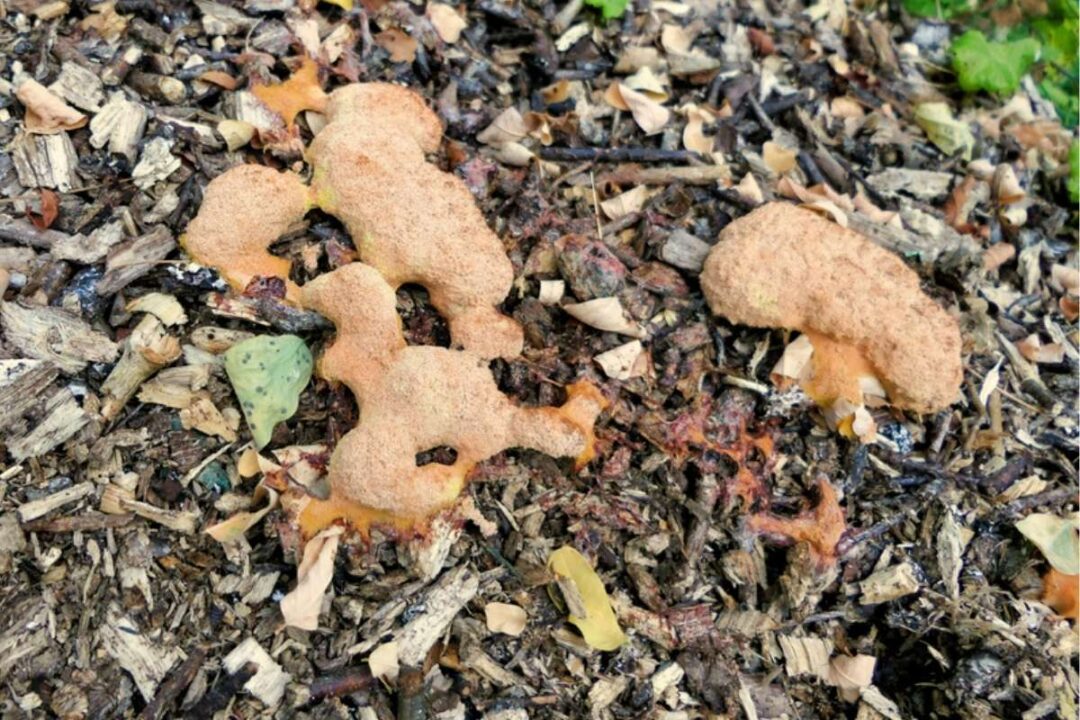 Brown Fungus on Soil? Here's what you should know - Flourishing Plants