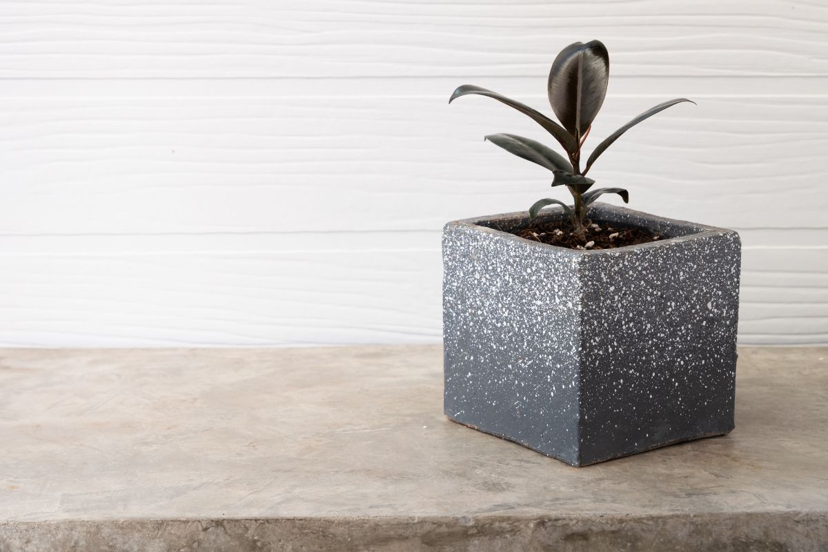 Square vs. Round Pots For Plants: Which is Better? - Flourishing Plants