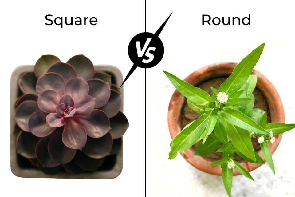 Square vs. Round Pots For Plants: Which is Better? - Flourishing Plants