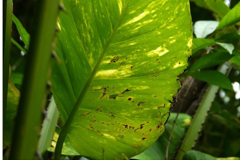 Do Giant Pothos Exist: How to Grow Large Pothos Effectively ...