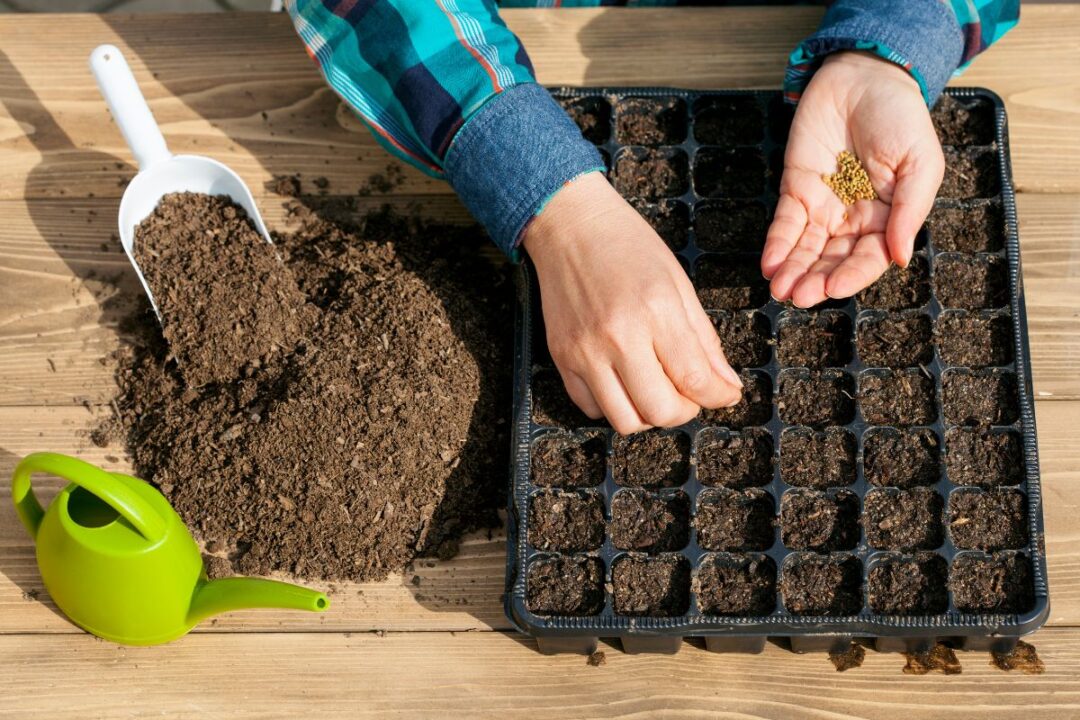 Winter Sowing Seeds: How to & The Benefits Explained - Flourishing Plants