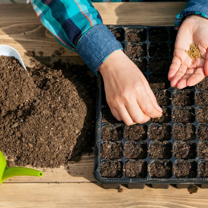 Winter Sowing Seeds: How to & The Benefits Explained – Flourishing Plants