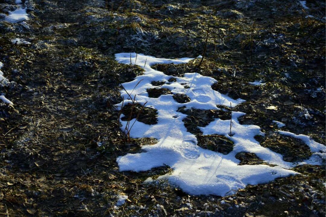 Can Soil Freeze: Causes, Depth, and How it Affects Plants - Flourishing ...