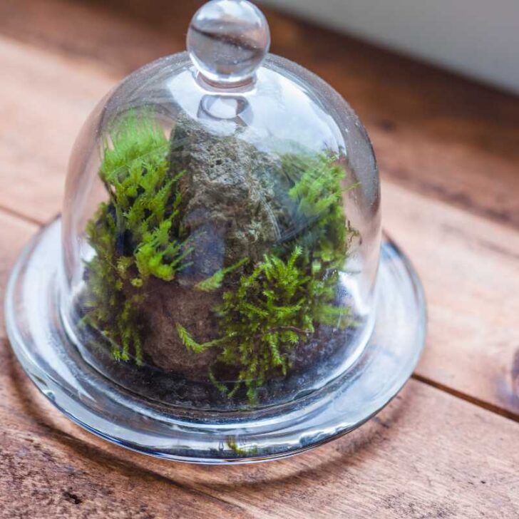 Moss Turning White: Causes, Solutions and Proper Care Tips ...