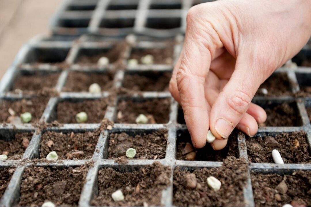When and Where To Start Sowing Seeds: Must-have Seed-Sowing Guide ...