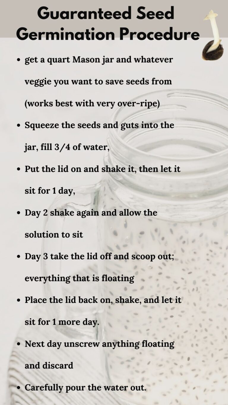 Soaking Seeds Before Planting: Method That Worked Best for Us ...