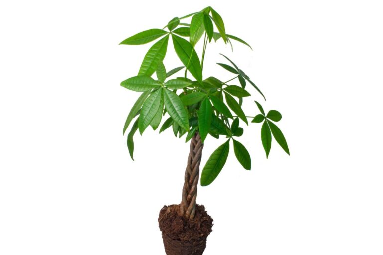 How Big Does A Money Tree Get? Facts & Growth Requirements ...