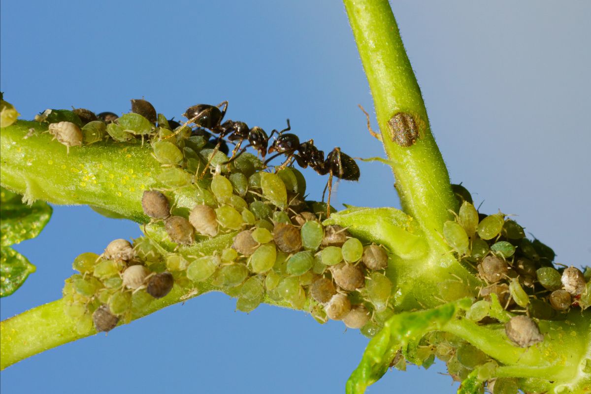 Ants In Raised Bed Garden: Causes and Easy Control - Flourishing Plants