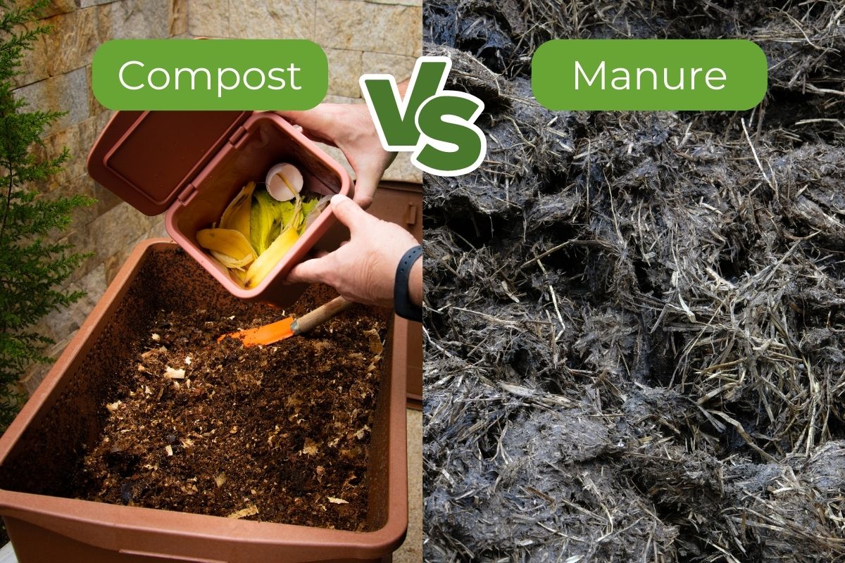 Compost Vs Manure The Differences And What Plants Like More