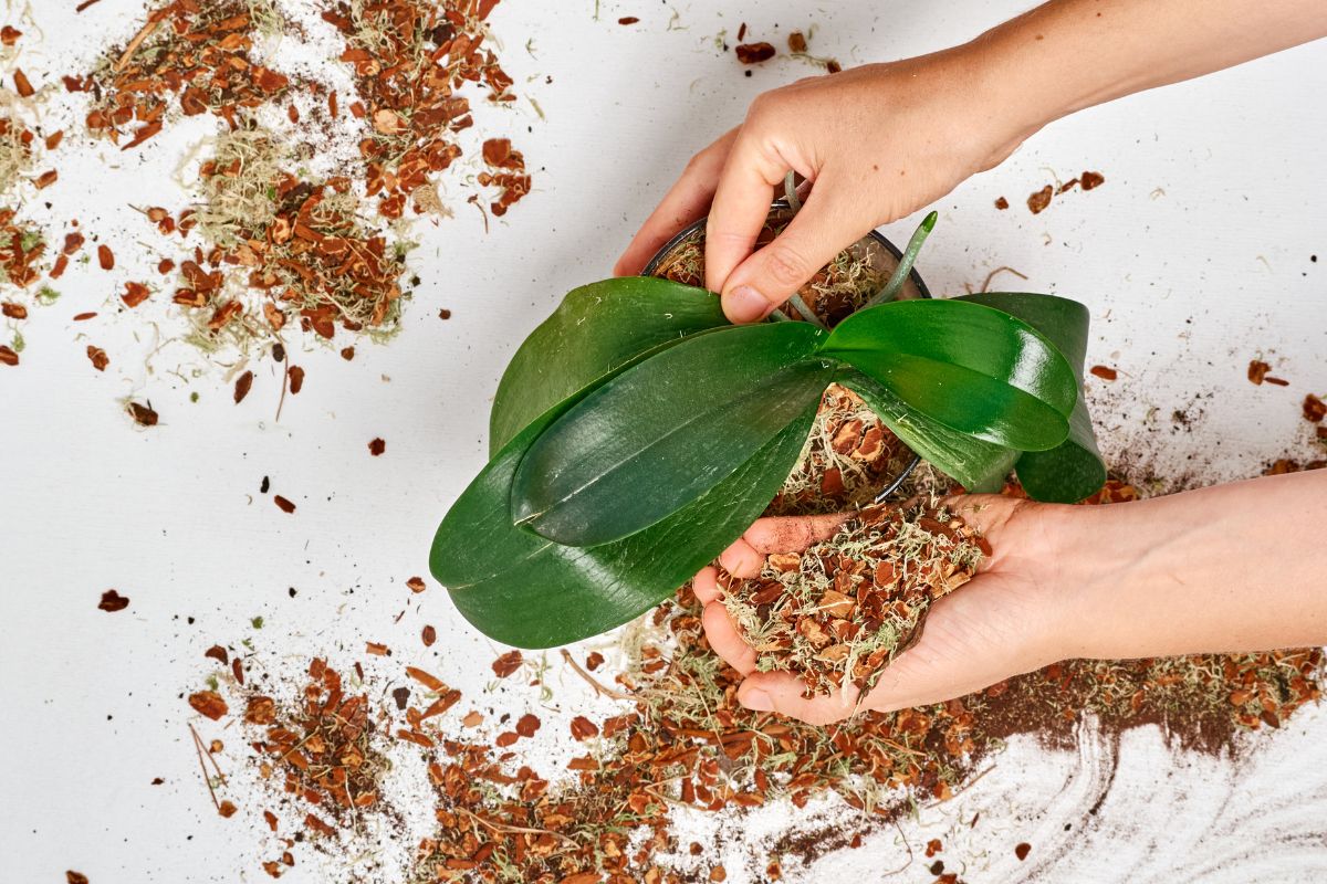 Using Potting Soil For Orchids: 5 Orchid Mixes & Why They Work ...