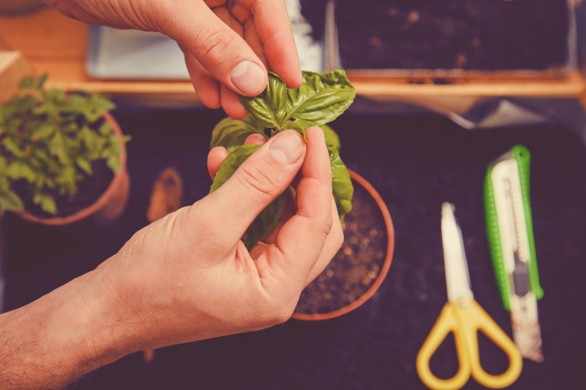 How to Grow Basil in a Pot: Tips for Sure Growth in Pots - Flourishing ...