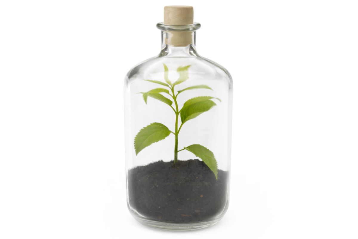 Covering Plants with Plastic Bottles: The Benefits Explained ...