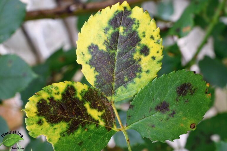 Black Spots on Rose Leaves: 6 Causes and Solutions - Flourishing Plants