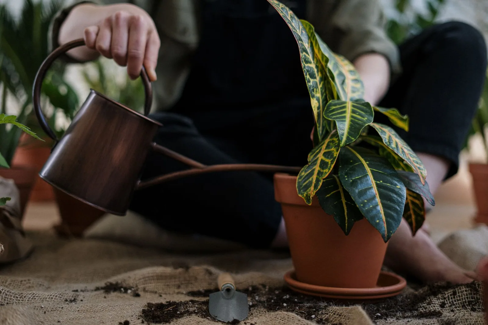 Copper Water for Plants: 7 Uses, Benefits, and How to Apply It ...